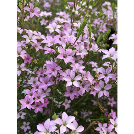 Diosmée 'Pink Diamond' Pot de 2L/3L