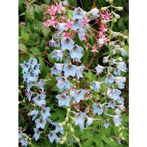 Pied d'Alouette belladone 'Cliveden Beauty' Godet de 7/8 cm