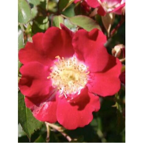 Rosier couvre-sol 'Red Meidiland' Pot de 2L/3L