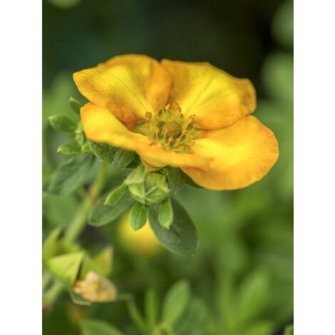 Potentille arbustive 'Mandarin Tango ' Pot de 2L/3L