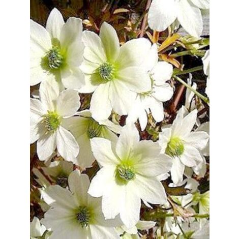 Clématite 'Early Sensation' Pot de 2L/3L