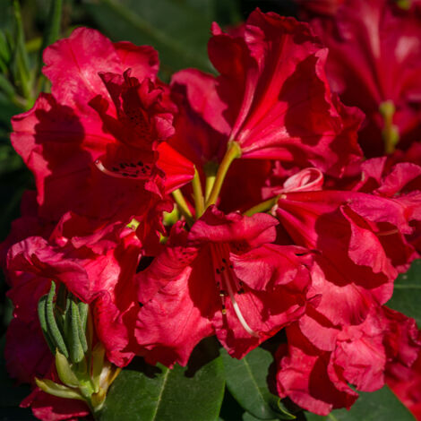 Rhododendron x 'Halfdan lem' Pot de 4L/5L
