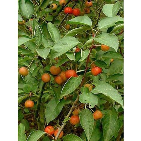 Pommier d'ornement Evereste® 'Perpetu' Pot de 3L/4L