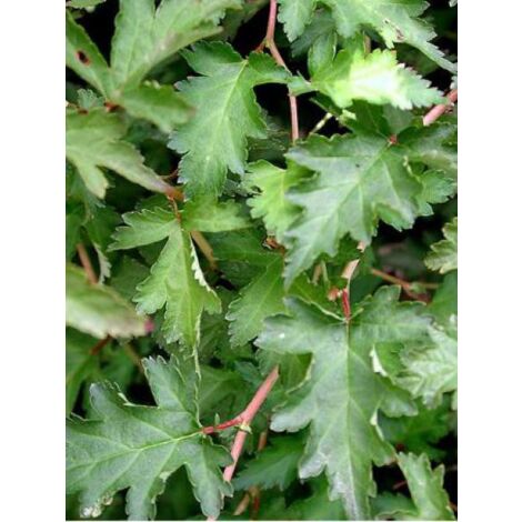 Stephanandra incisa 'Crispa' Godet de 8/9 cm