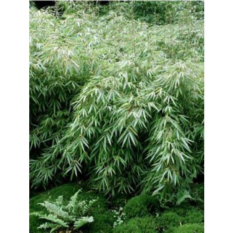 Fargesia rufa Pot de 4L/5L