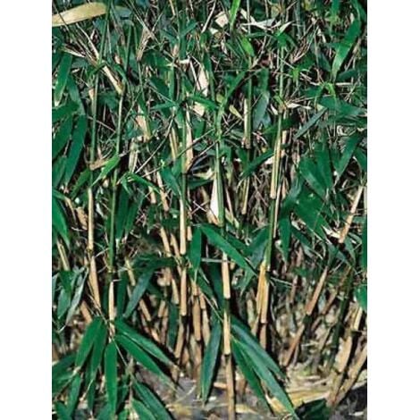 Fargesia rufa Pot de 4L/5L