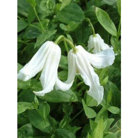 Clématite integrifolia 'Alba' Pot de 2L/3L
