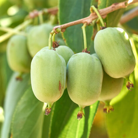 Kiwi, Kiwai 'Super Jumbo' femelle Pot de 1,5L/2L