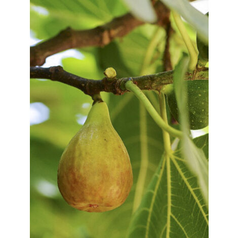 Figuier 'Gustissimo Perretta' Pot de 2L/3L, Buisson