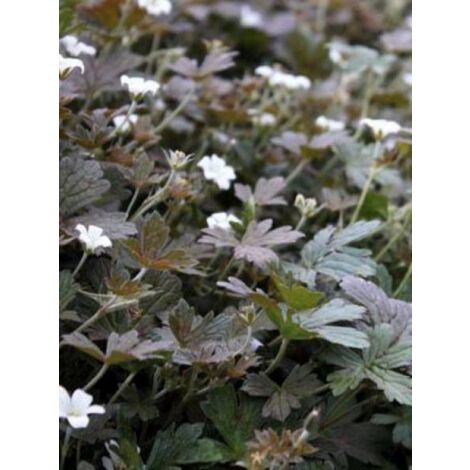 Géranium vivace 'Sanne' Godet de 8/9 cm