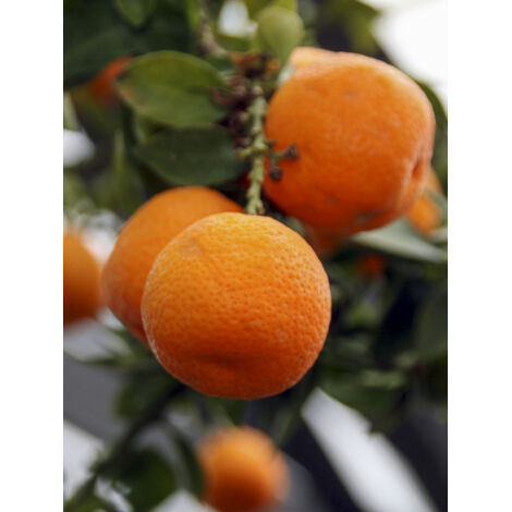 Oranger amer à feuille de myrthe, Chinotto Pot de 18L/20L, Demi-Tige ...