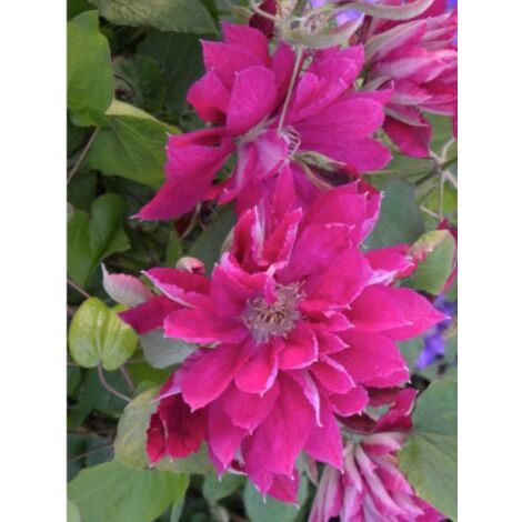 Clématite 'Red Star' Pot de 1,5L/2L