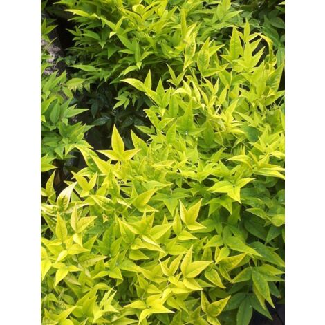 Bambou sacré Magical® Lemon Lime 'Lemlin'