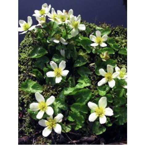 Caltha palustris 'Alba' Godet de 8/9 cm