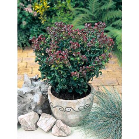Leucothoe axillaris 'Curly Red' Pot de 2L/3L