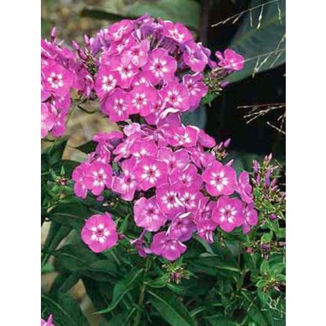 Phlox paniculé 'Laura' Godet de 8/9 cm