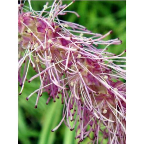 Pimprenelle hakusanensis Godet de 8/9 cm
