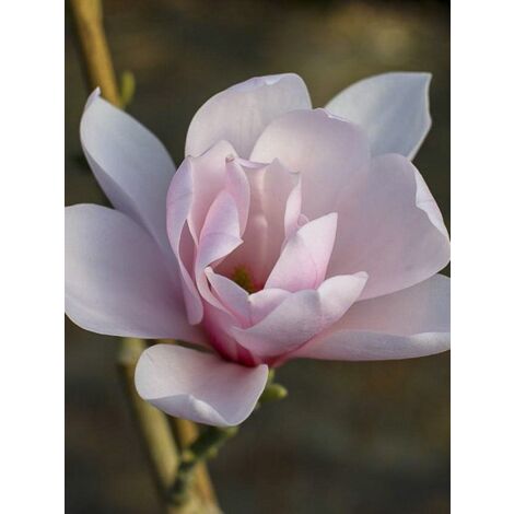 Magnolia 'Pink Beauty' Pot de 6L/7L