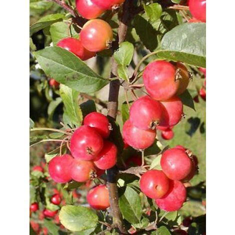 Pommier d'ornement 'Red Sentinel' Pot de 6L/7L
