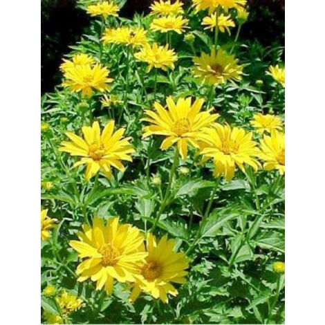 Fausse hélianthe 'Sommersonne' Godet de 7/8 cm