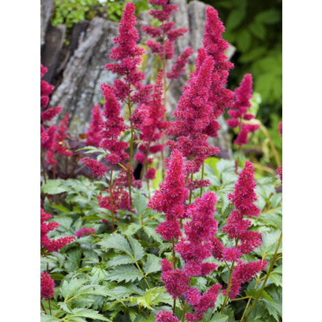 Astilbe 'Younique Ruby Red ' Pot de 2L/3L
