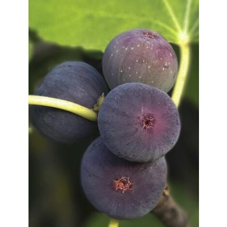 Figuier nain 'Figality' Pot de 2L/3L, Buisson