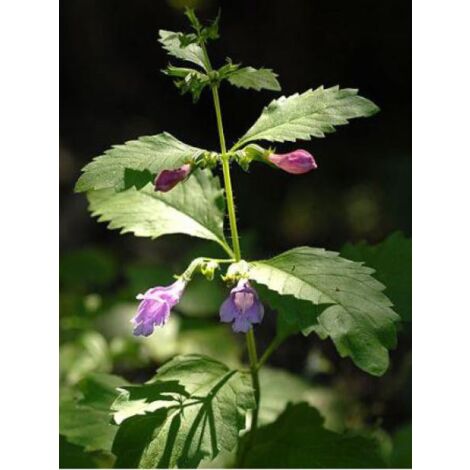 Calament à grandes fleurs Godet de 8/9 cm