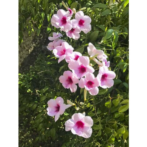Bignone faux-jasmin 'Rosea' Pot de 2L/3L
