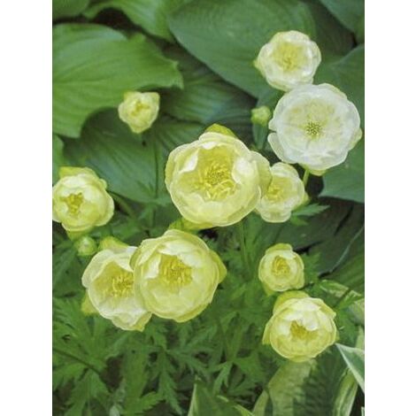 Trolle 'Cheddar' Pot de 2L/3L