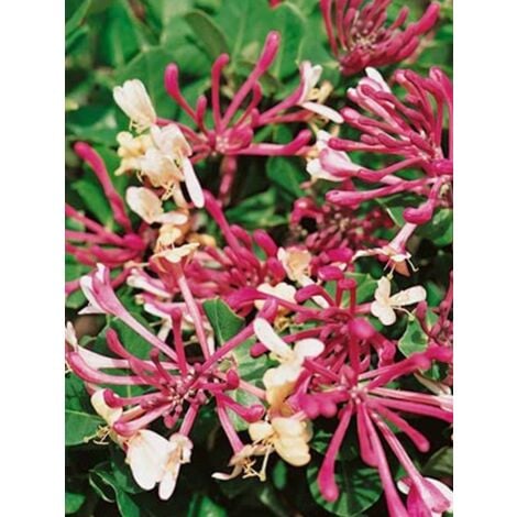 Lonicera periclymenum 'Belgica' Pot de 1,5L/2L