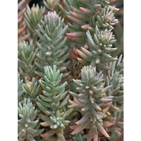 Orpin réfléchi 'Blue Spruce' Godet de 8/9 cm