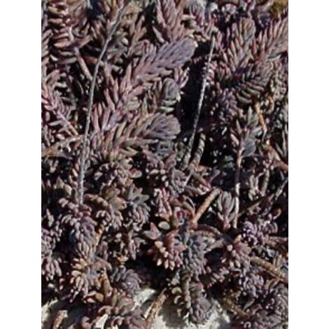Orpin réfléchi 'Blue Spruce' Godet de 8/9 cm