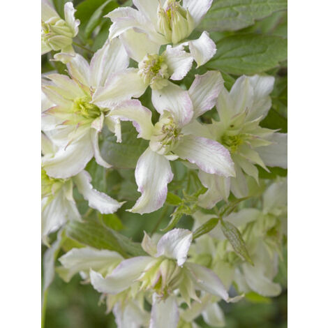 Clématite 'Jenny Keay' Pot de 2L/3L