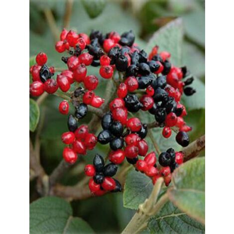 Viorne cotoneuse 'Mohican' Pot de 3L/4L