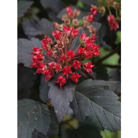 Physocarpe à feuilles d'Obier 'Summer Wine'® Pot de 3L/4L