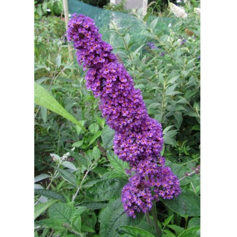 Arbre aux papillons 'Argus Velvet'® Pot de 3L/4L