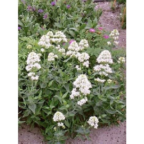Centranthus ruber 'Alba' Godet de 8/9 cm