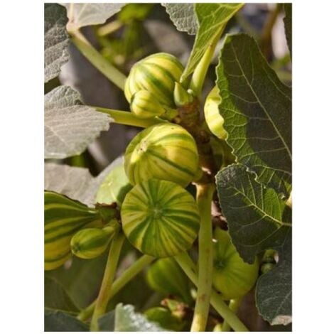 Figuier 'Panaché' Pot de 4L/5L, Buisson