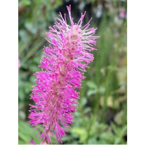 Pimprenelle obtusa Godet de 8/9 cm