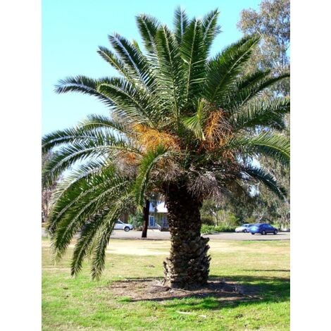 Palmier dattier des Canaries Pot de 30L/35L, Stipe 20/30 cm