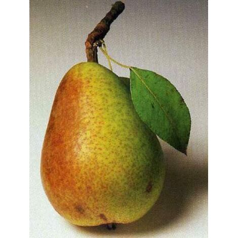 Poirier 'Clapp's Favorite' Pot de 7,5L/10L, Demi-Tige