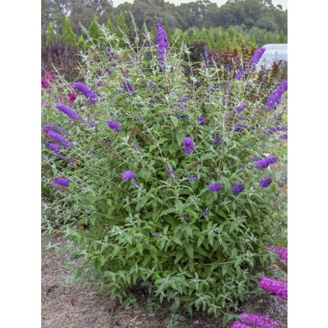 Arbre aux papillons 'Psychedelic Sky' Pot de 2L/3L
