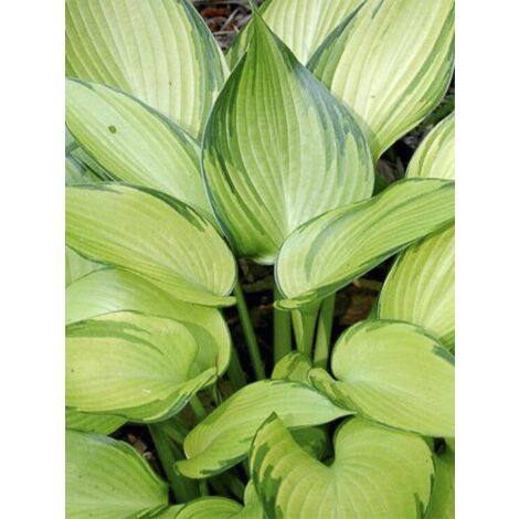 Hosta 'June fever' Godet de 8/9 cm