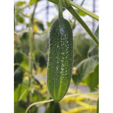 Cornichon 'Hokus' le sachet de 50 graines (1,5g)