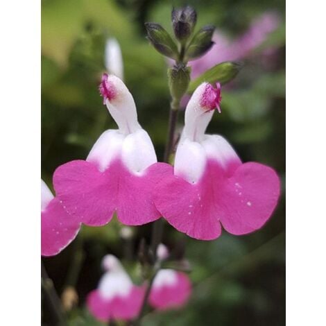 Sauge à petites feuilles 'Pink Lips' Godet de 8/9 cm