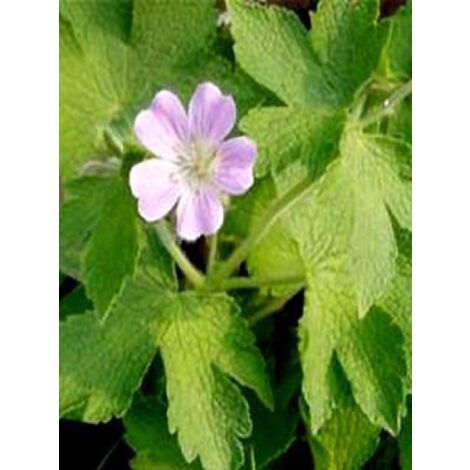 Géranium vivace 'Chantilly' Godet de 8/9 cm