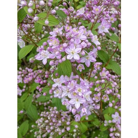 Deutzia 'Rosealind' Pot de 2L/3L
