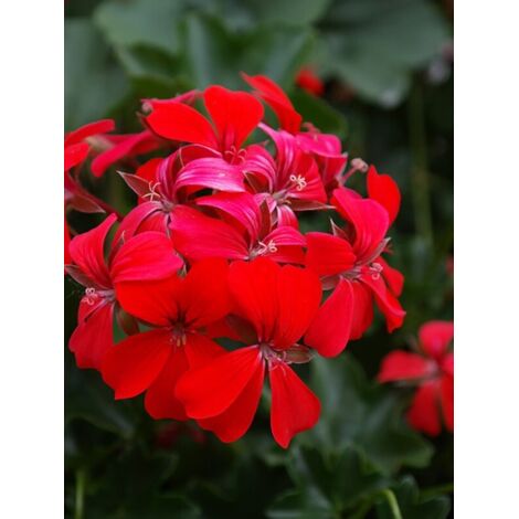 Geranium Lierre 'Roi Du Balcon' 'Rouge' Godet de 8/9 cm