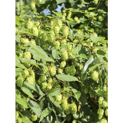 Houblon 'Prima Donna' Pot de 1,5L/2L