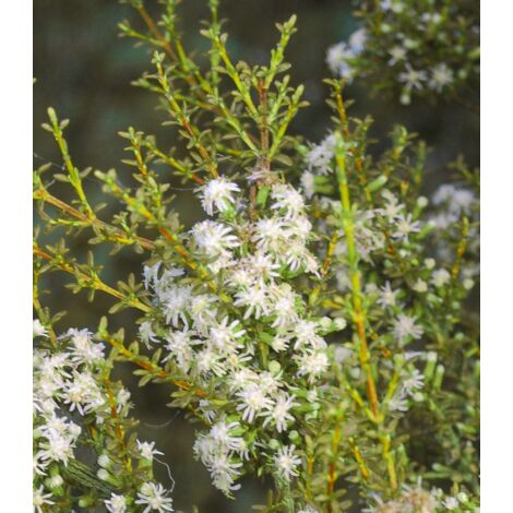 Olearia solandri 'Aurea' Pot de 2L/3L